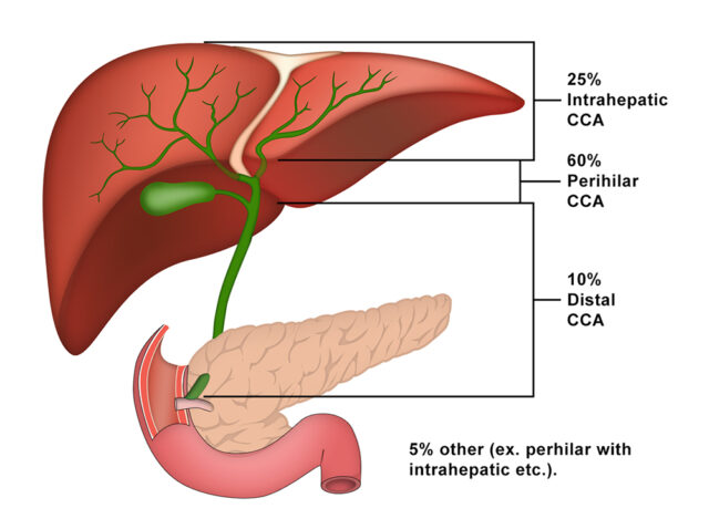 CCA Overview | CCA Foundation